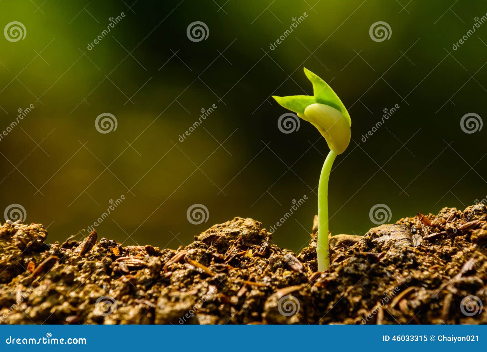 Seedling and growing stock image. Image of grow, light - 46033315