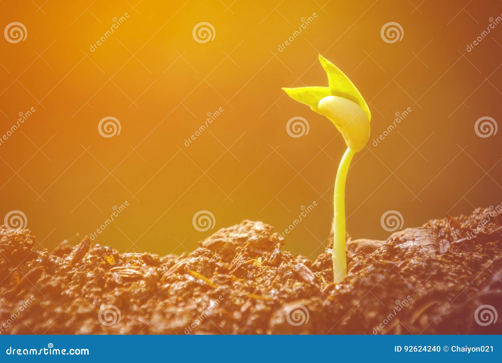 Seedling and growing stock photo. Image of sapling, group - 92624240