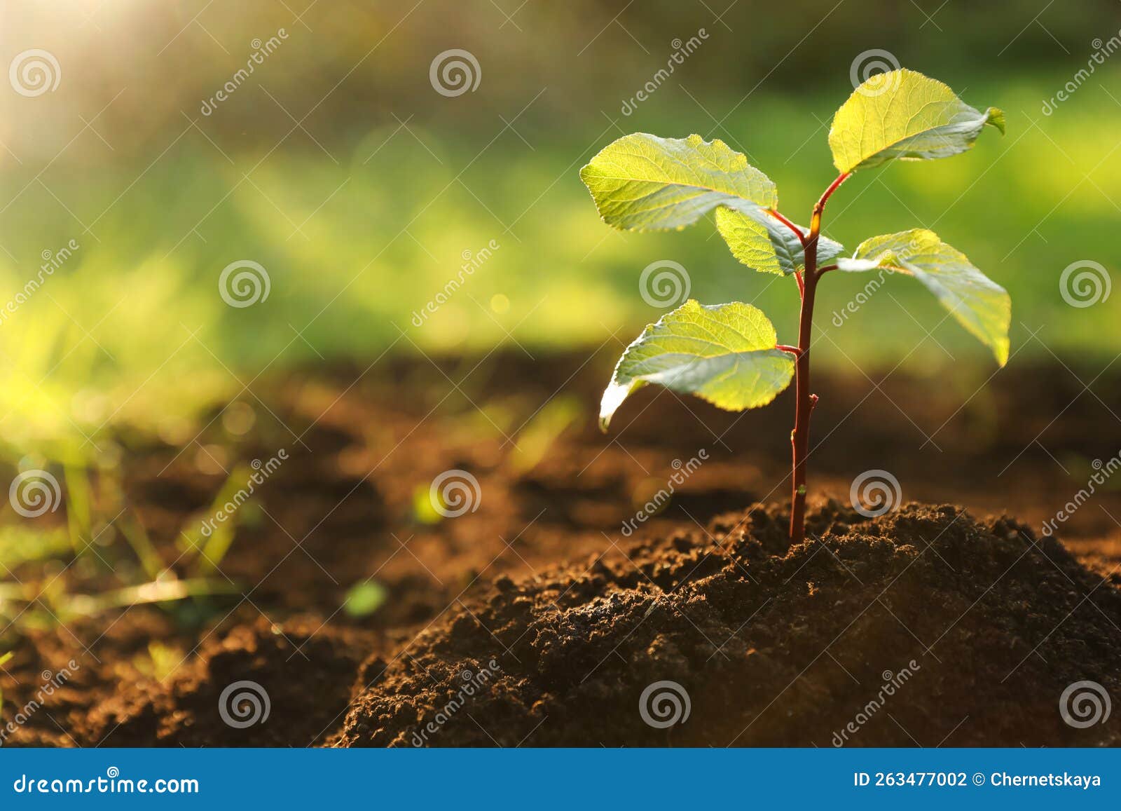 Seedling Growing in Fresh Soil Outdoors, Closeup. Planting Tree. Space ...