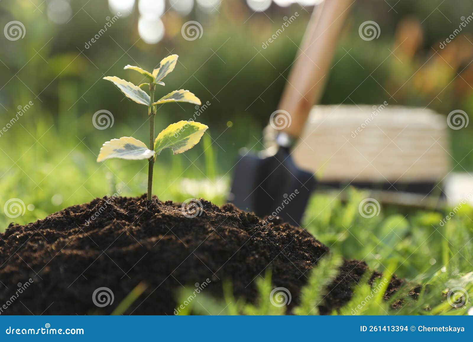 Seedling Growing in Fresh Soil Outdoors. Planting Tree Stock Photo ...