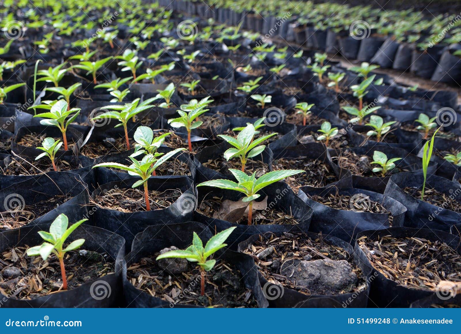 Seedling growing stock photo. Image of gardening, nature - 51499248