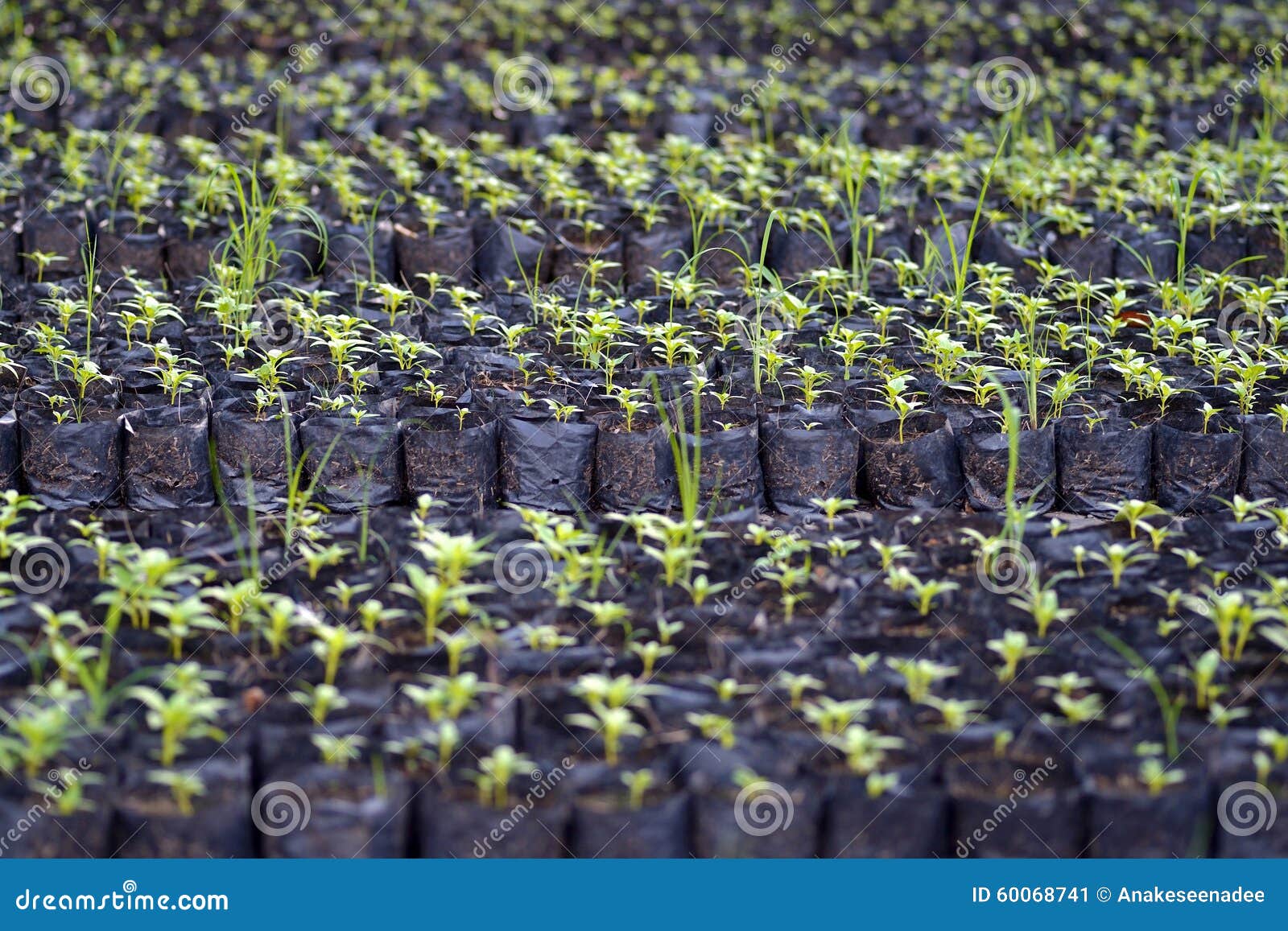 Seedling growing stock image. Image of ecology, small - 60068741