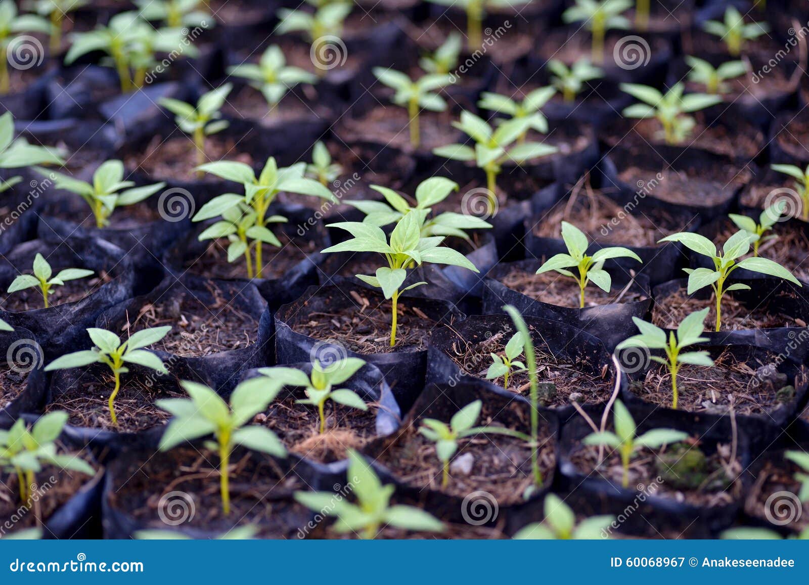 Seedling growing stock image. Image of season, fresh - 60068967