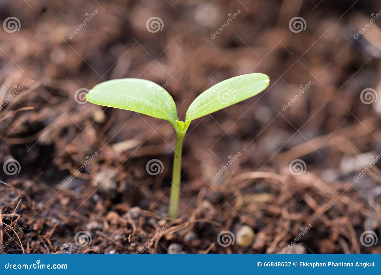 Seedling Growing Out of Soil Stock Image - Image of ground, seedling ...