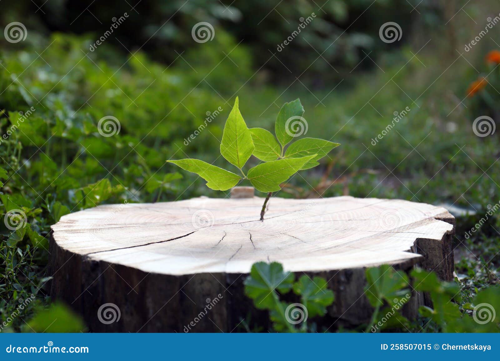Seedling Growing Out of Tree Stump Outdoors. New Life Concept Stock ...