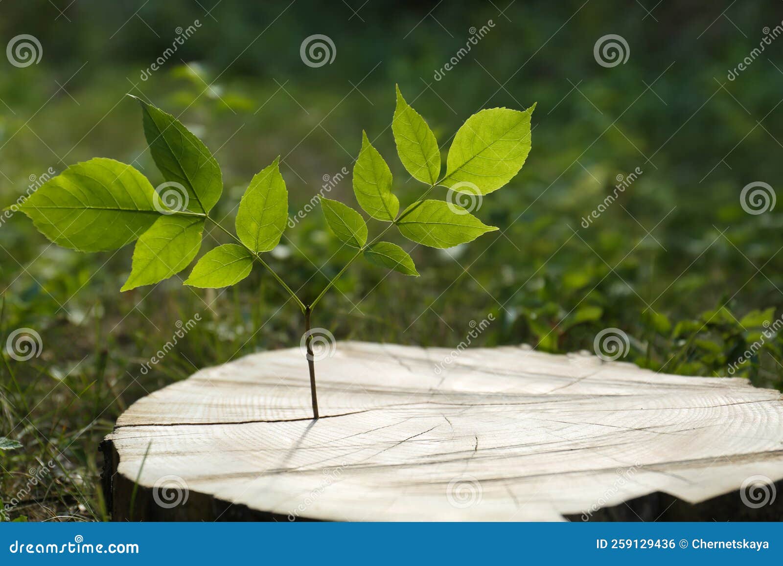Seedling Growing Out of Tree Stump Outdoors. New Life Concept Stock ...