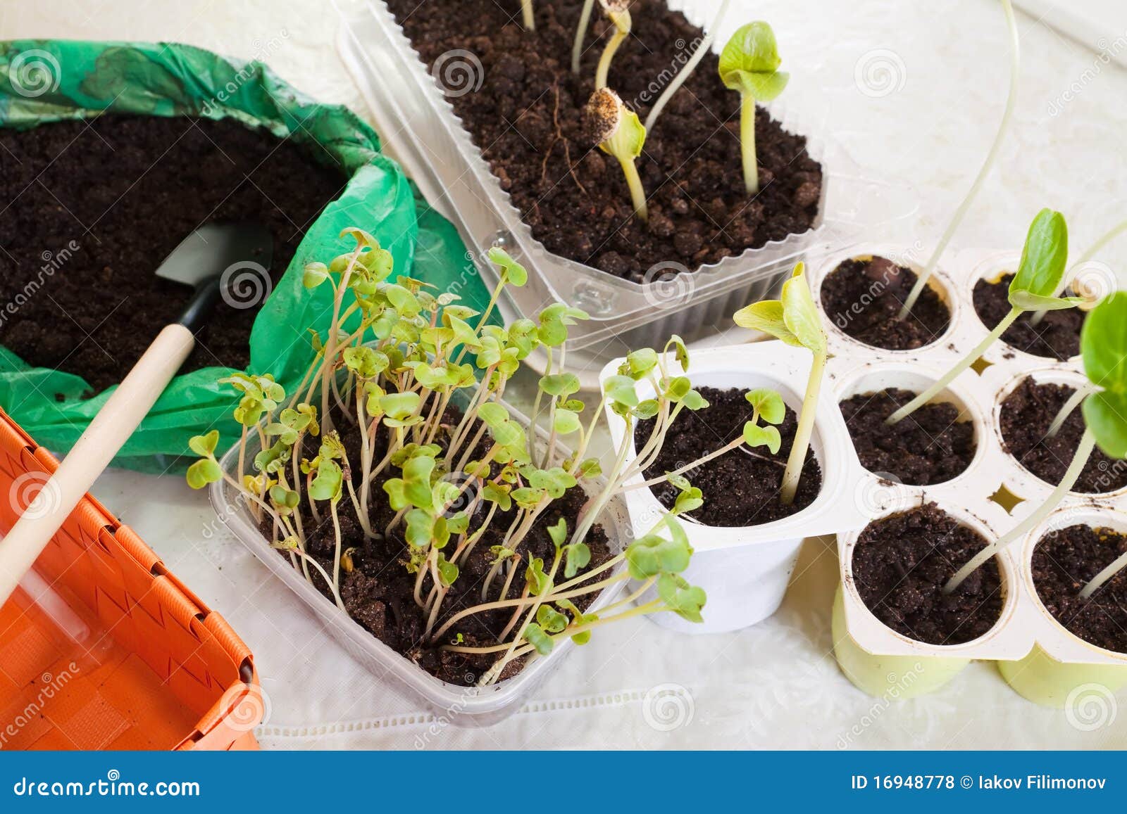Seedling growing in pots stock photo. Image of seedling - 16948778