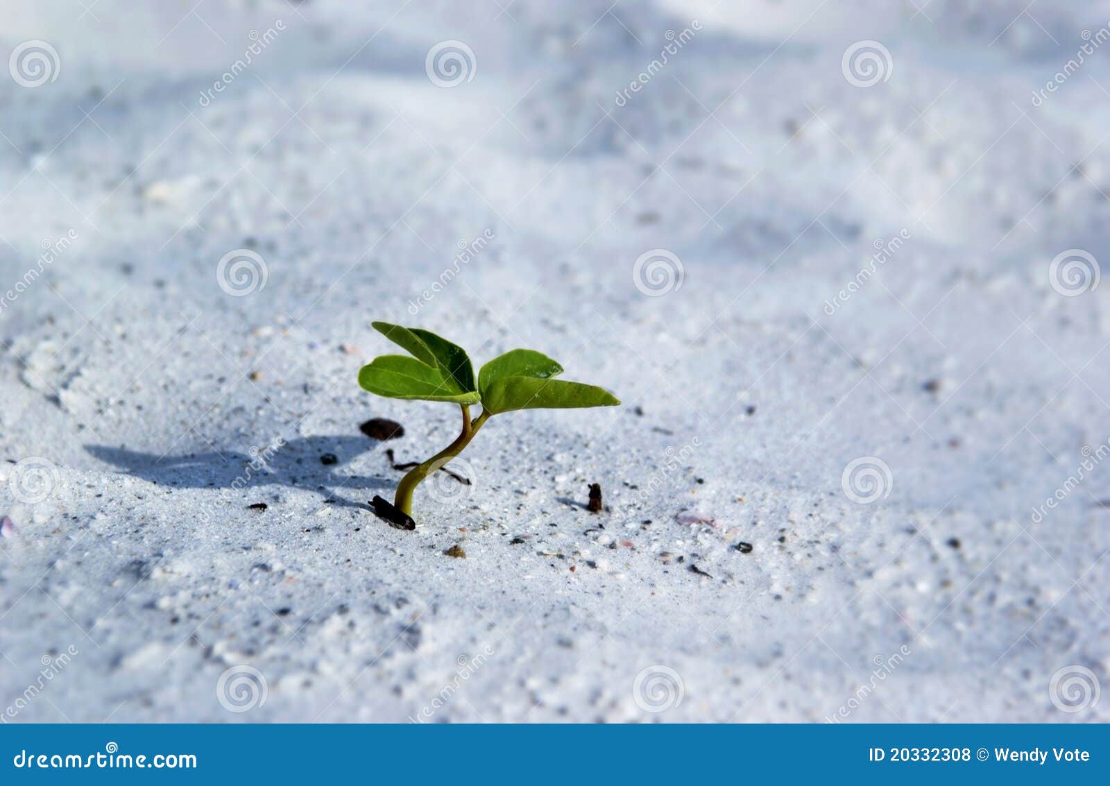Seedling growing in sand stock photo. Image of seedling - 20332308