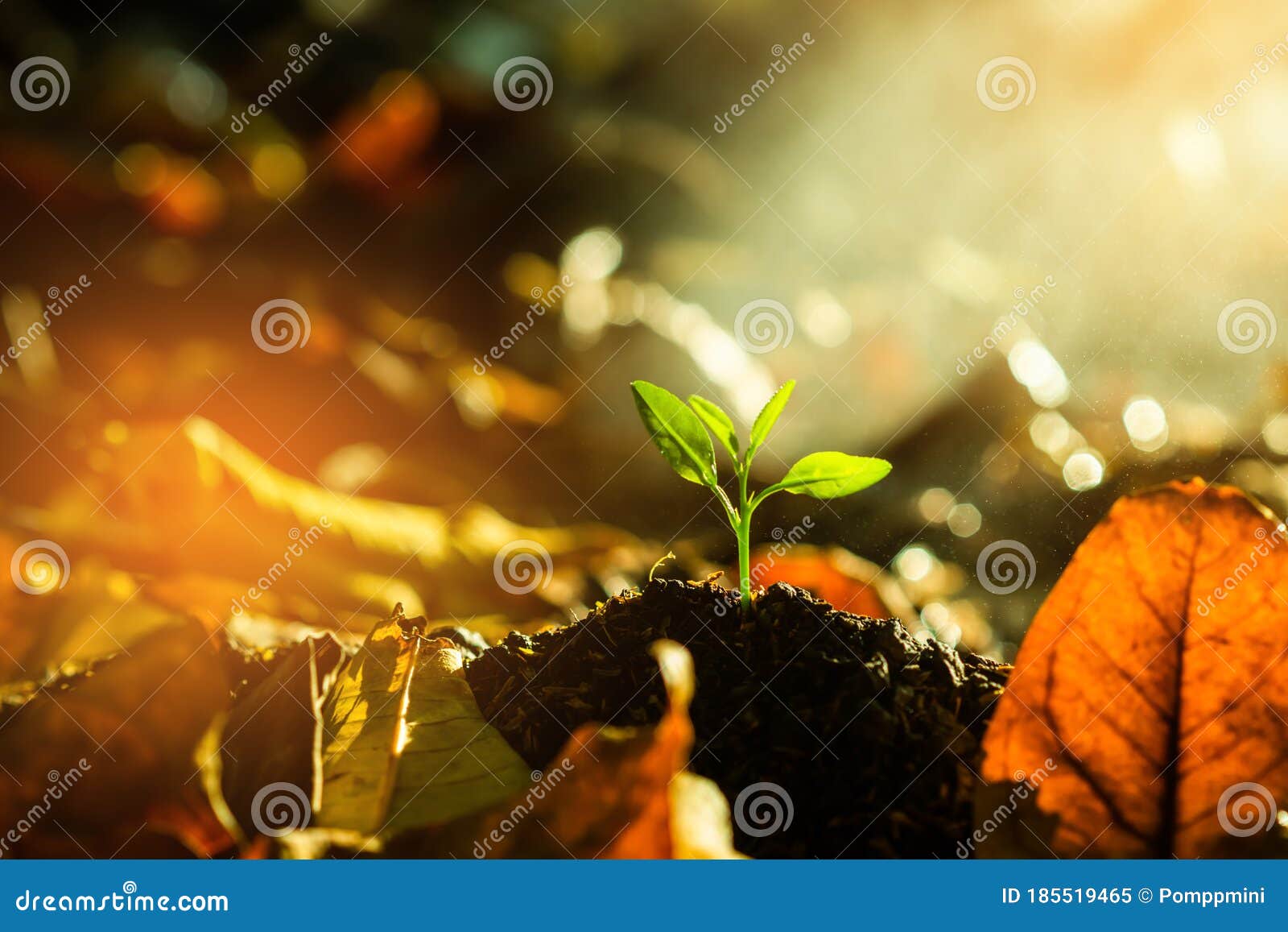 The Seedling are Growing in the Soil with the Backdrop of the Sun or ...
