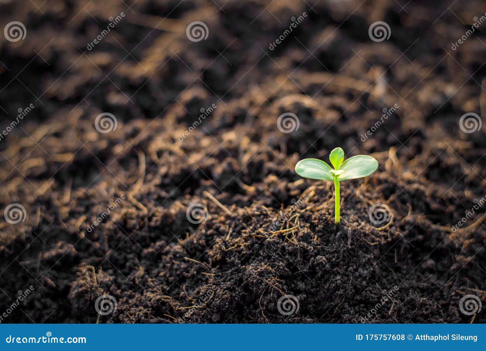 Seedling stock photo. Image of farm, macro, garden, sprout - 175757608