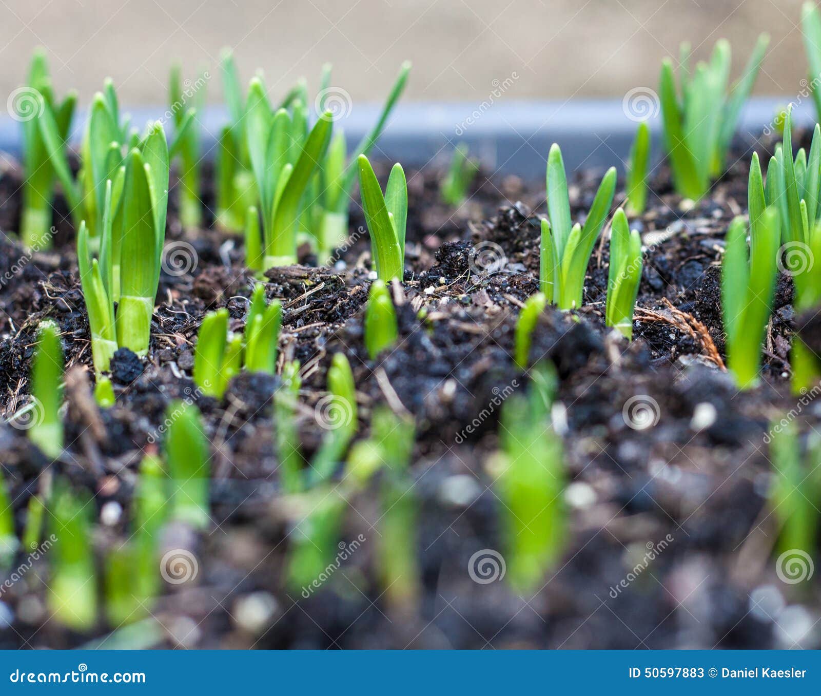 Seedling growing stock image. Image of plant, springtime - 50597883