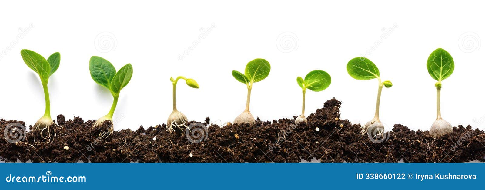 Seedling Grows in Soil on White Background. Multiple Stages of ...