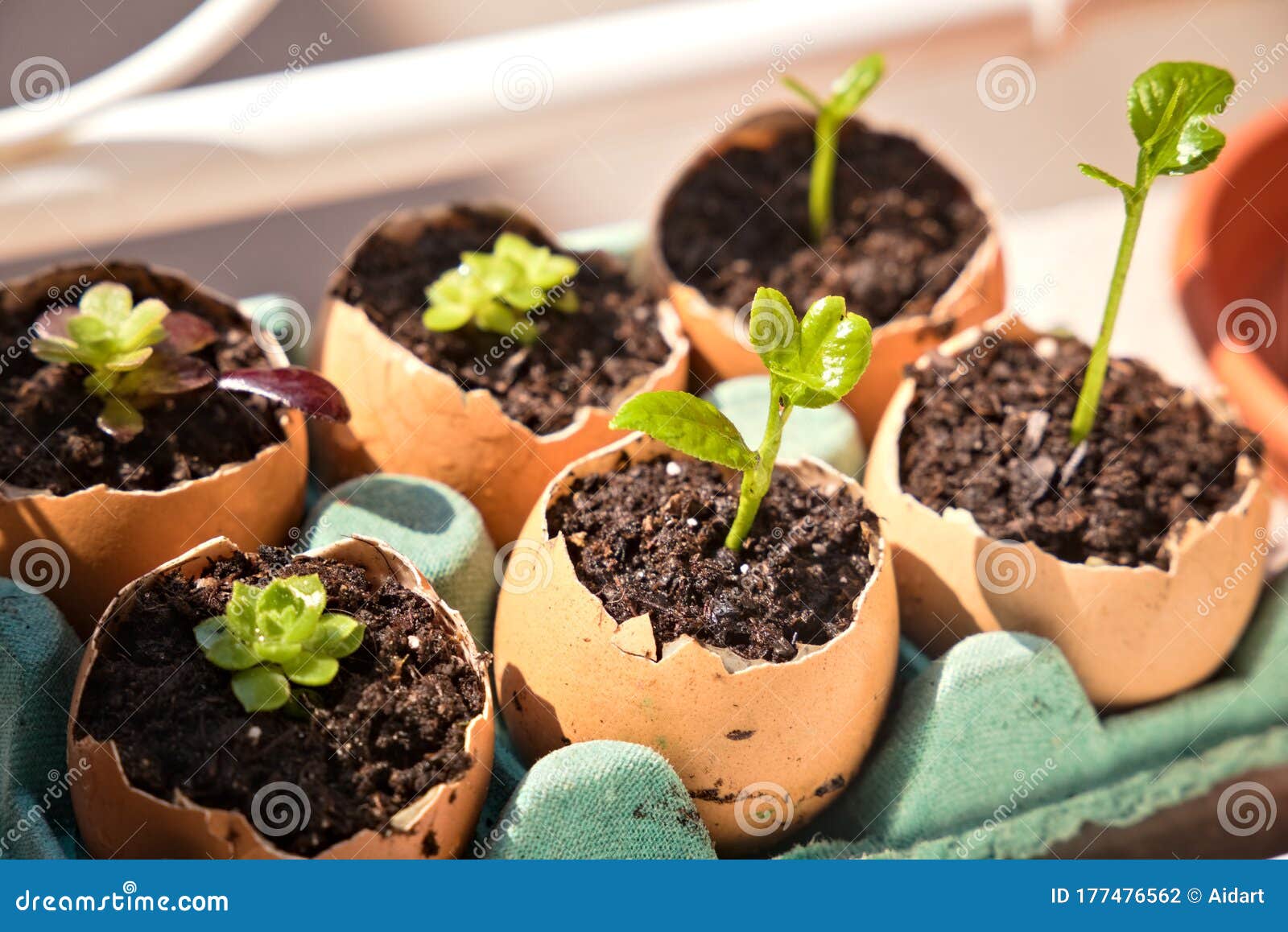 Seedling Growth Development Planting Sapling In Morning Light On ...