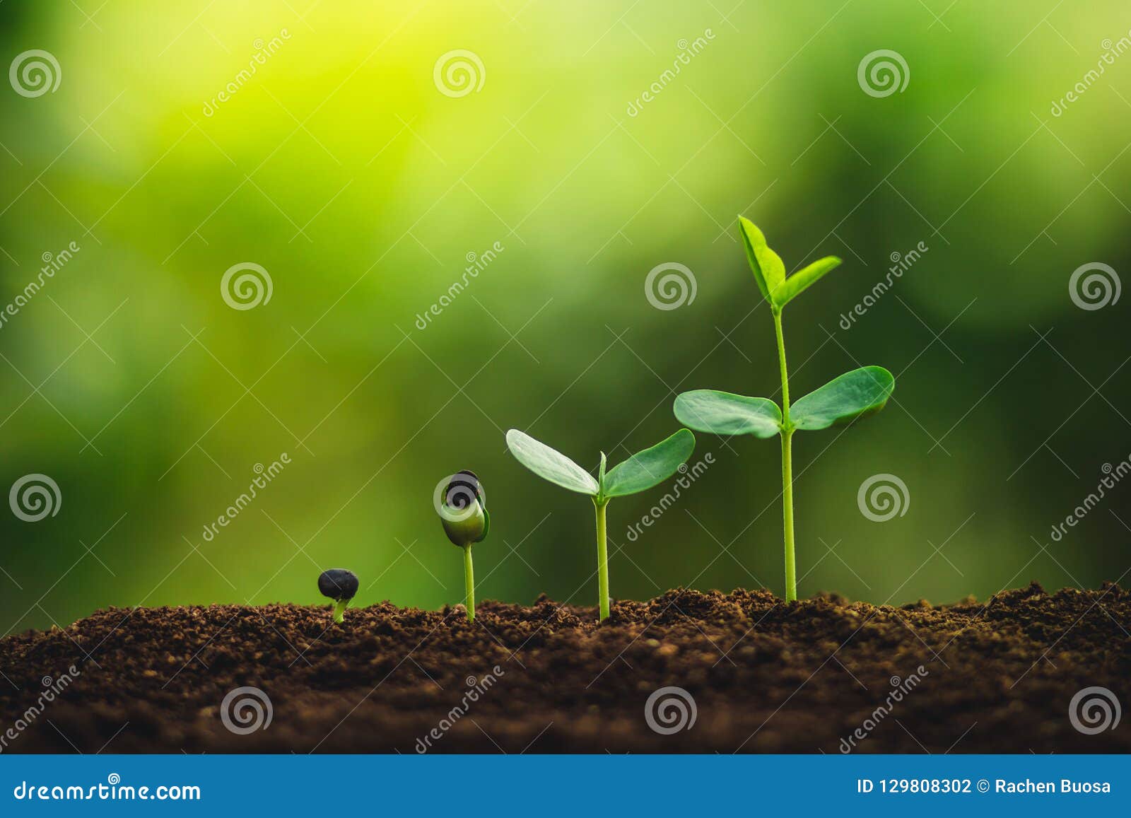 Seedling Growth Planting Trees Watering a Tree Natural Light Stock ...