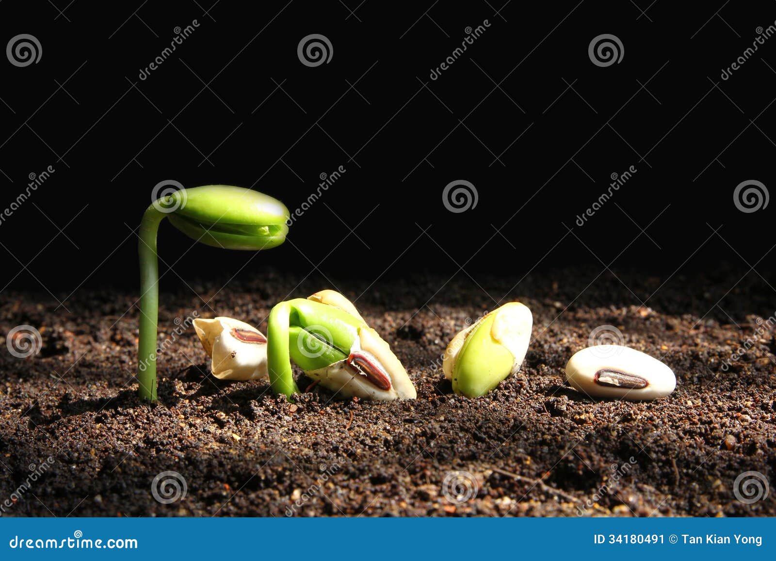 Seedling growth from seed stock image. Image of business - 34180491