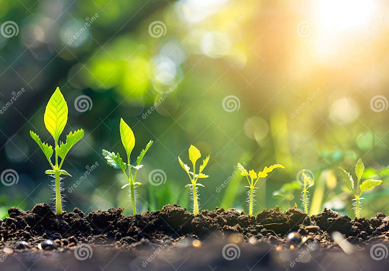 Seedling Growth Sequence Depicting Natural Development Stock ...