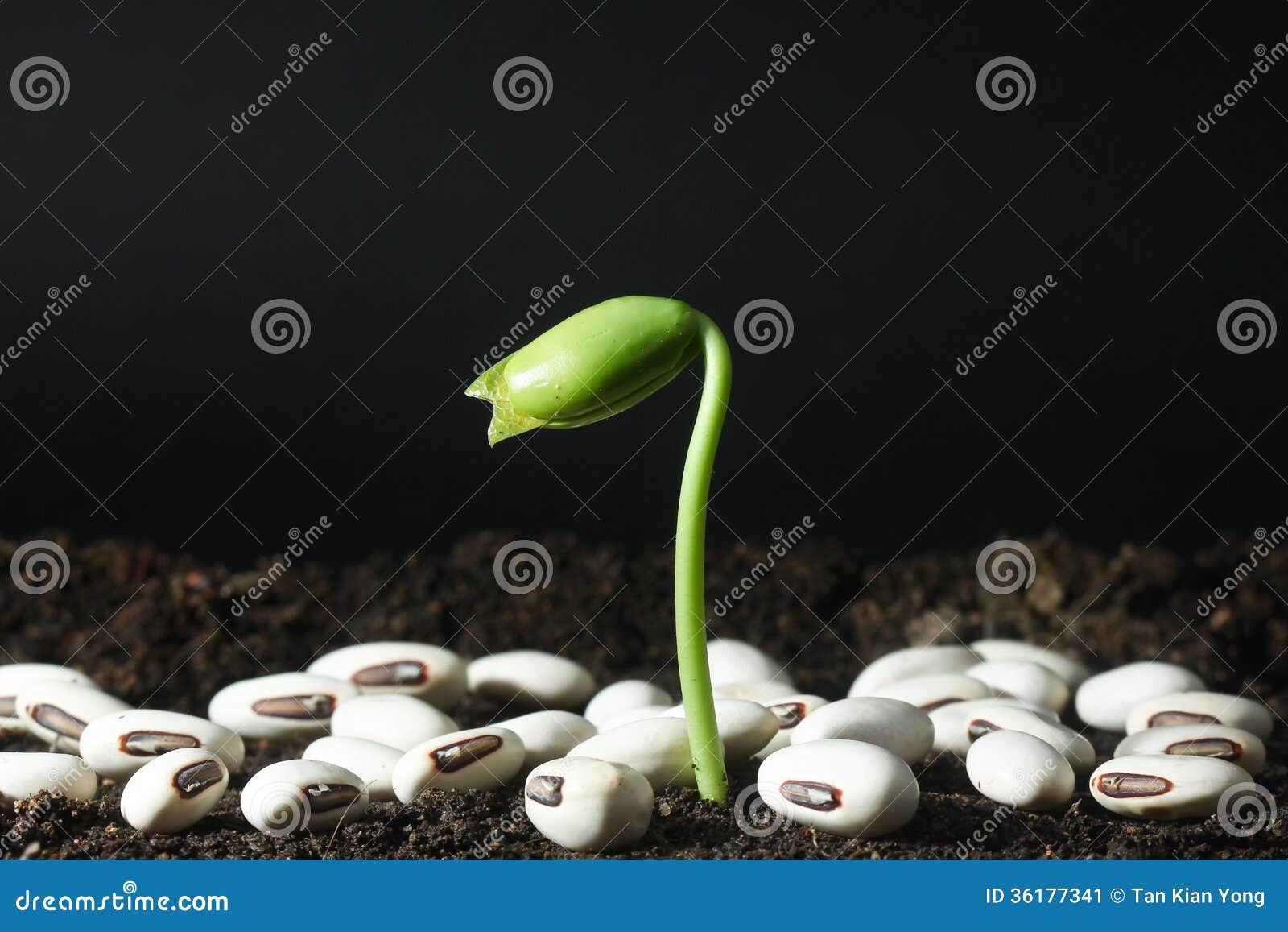 Seedling growth - Series 4 stock image. Image of seed - 36177341