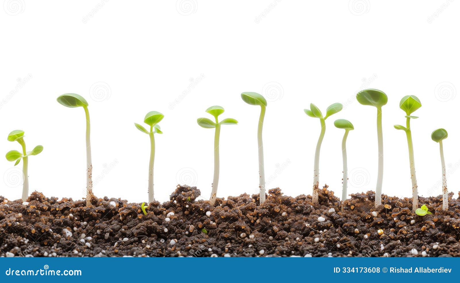 Seedling Growth Stages in Soil Sequence Stock Illustration ...