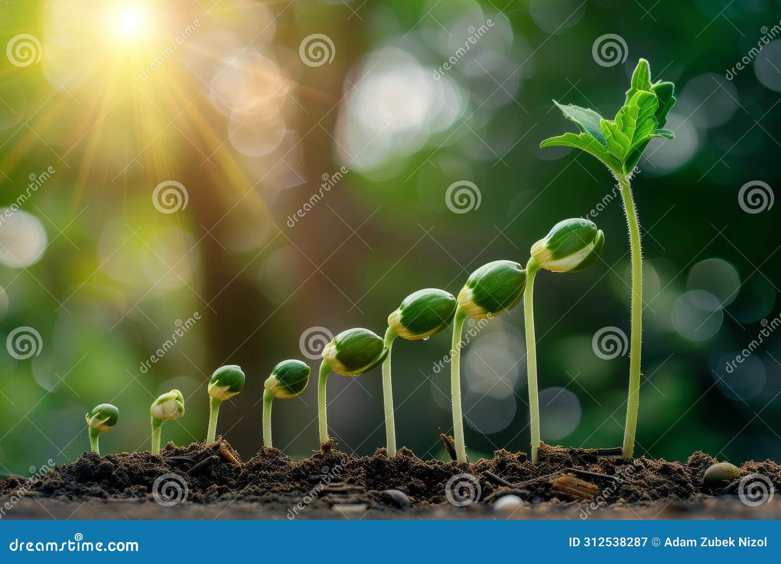 Seedling Growth Stages with Sunlight in Nature Stock Illustration ...