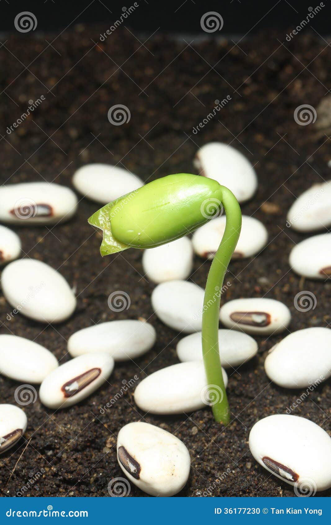 Seedling growth stock photo. Image of seed, personal - 36177230
