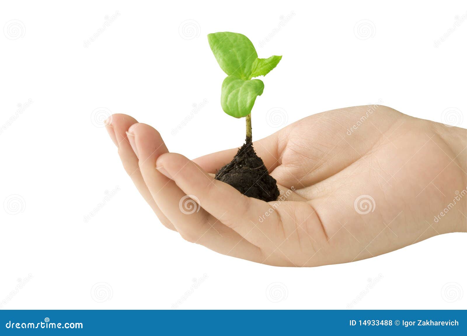 Seedling in hand stock photo. Image of seedling, leaf - 14933488