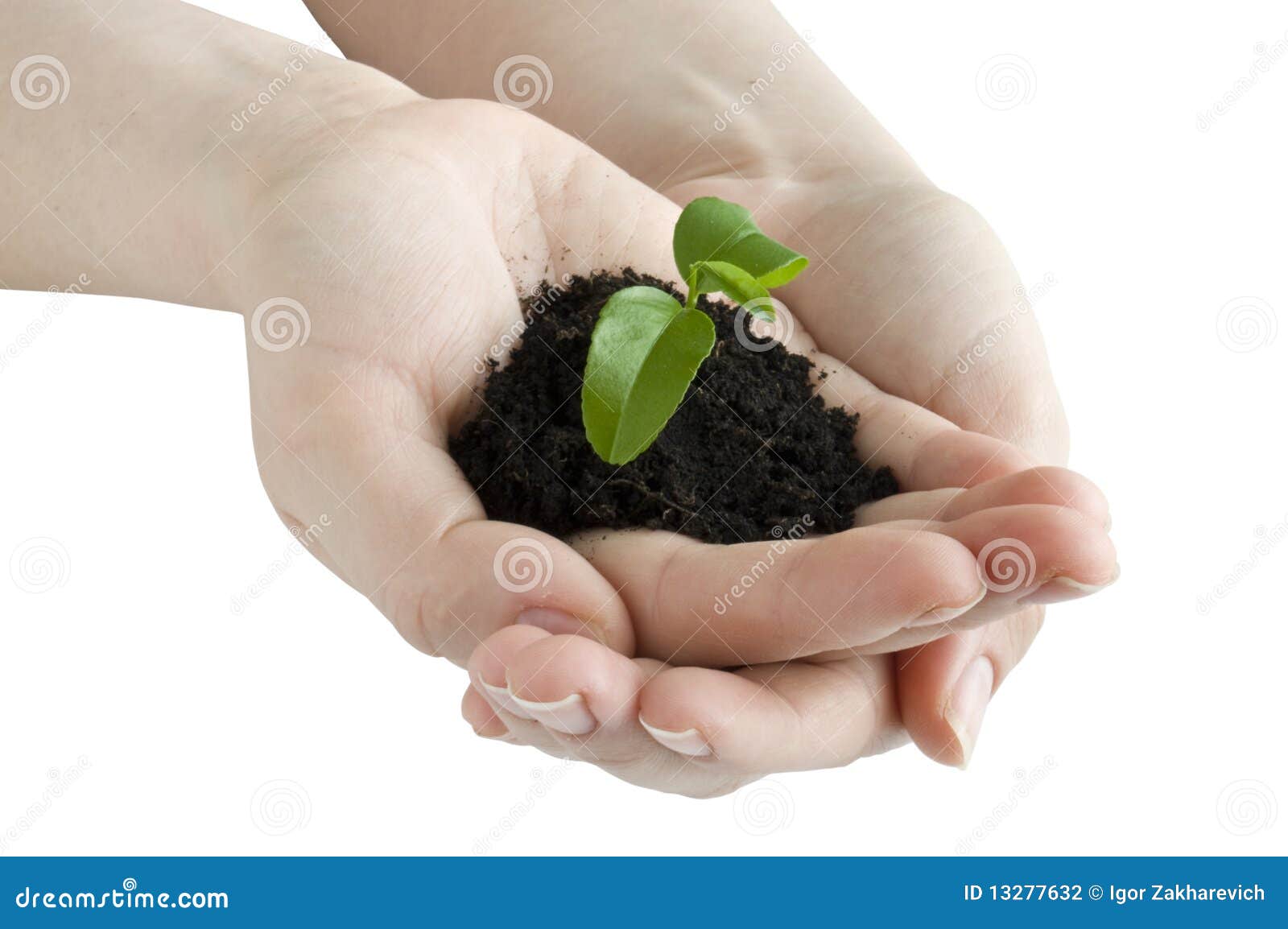Seedling in the hands stock photo. Image of gardening - 13277632