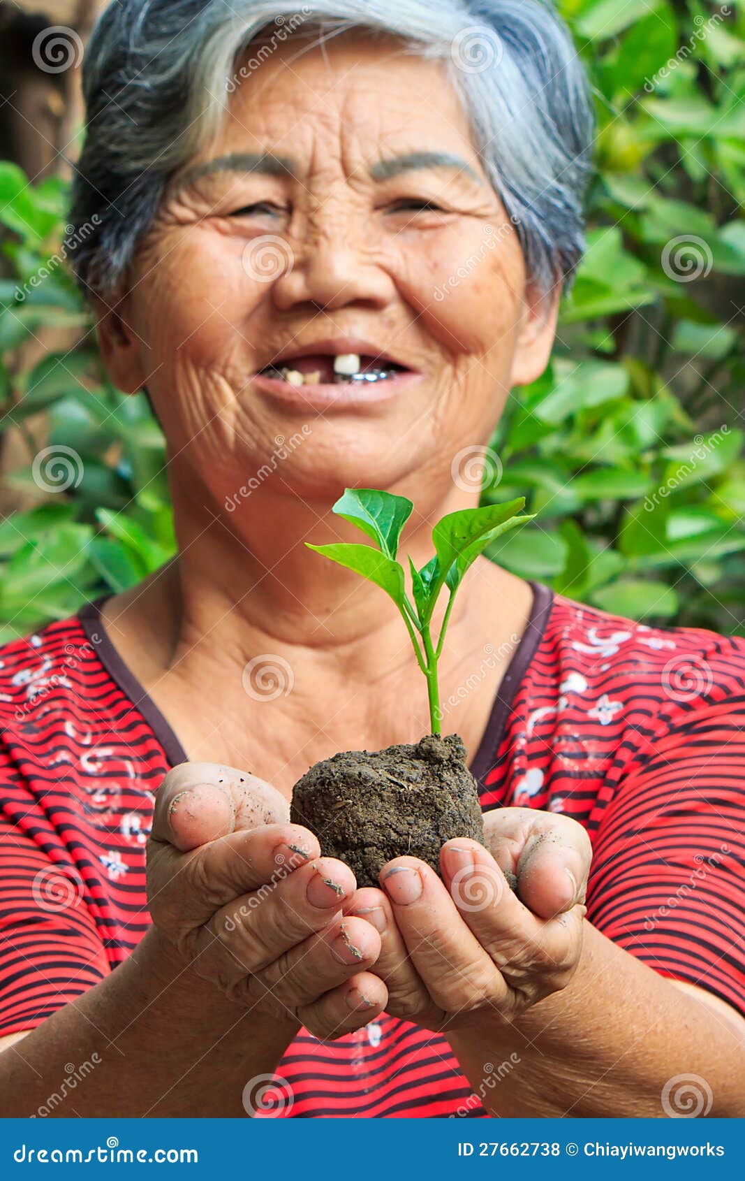 Seedling in the Hands of the Old Woman Stock Photo - Image of growth ...