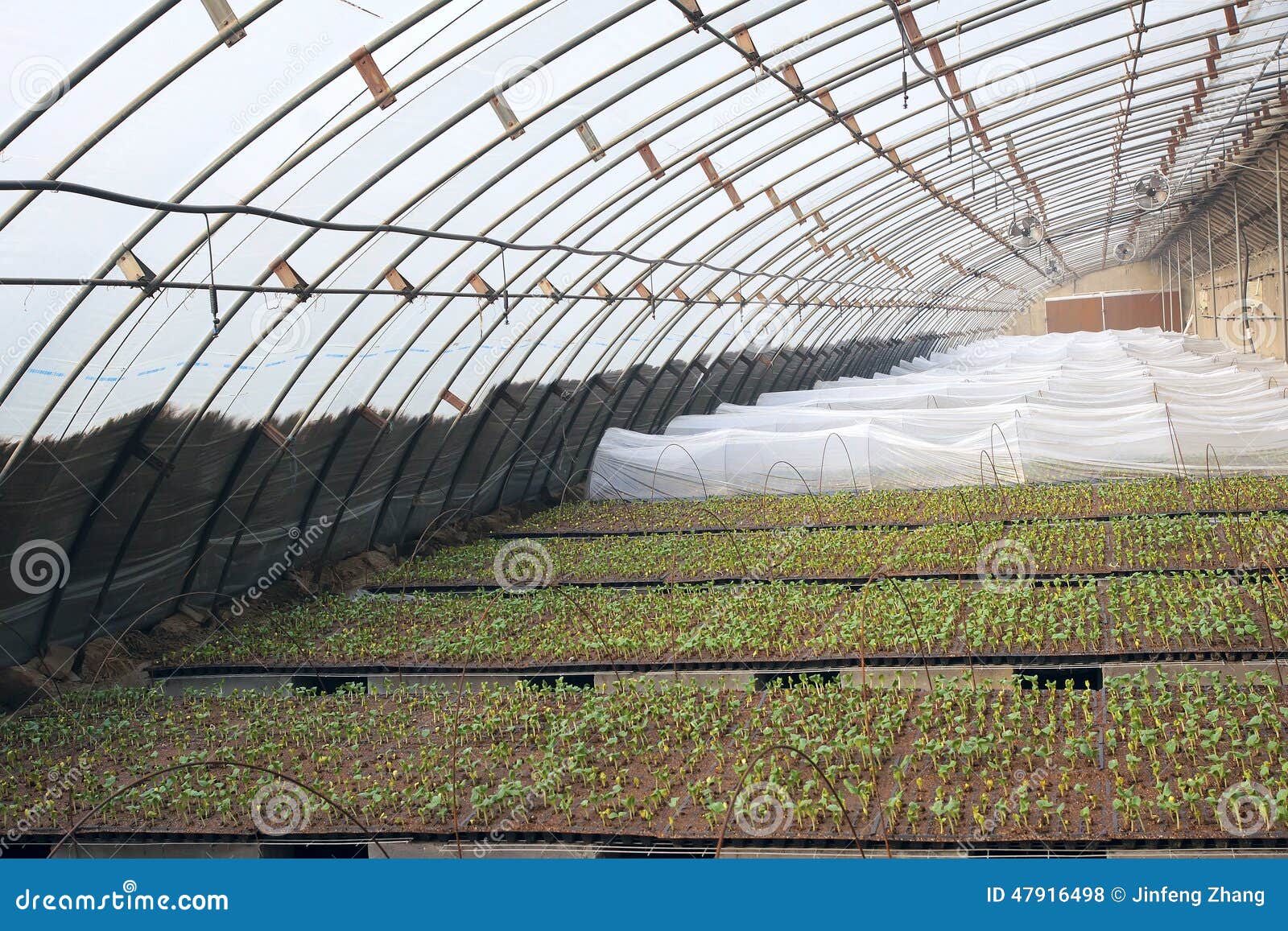 Seedling hothouse stock photo. Image of house, plantlet - 47916498