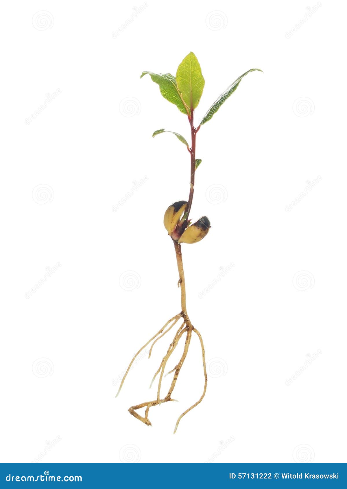 Seedling Laurel Tree with Root Isolated Stock Photo - Image of branch ...