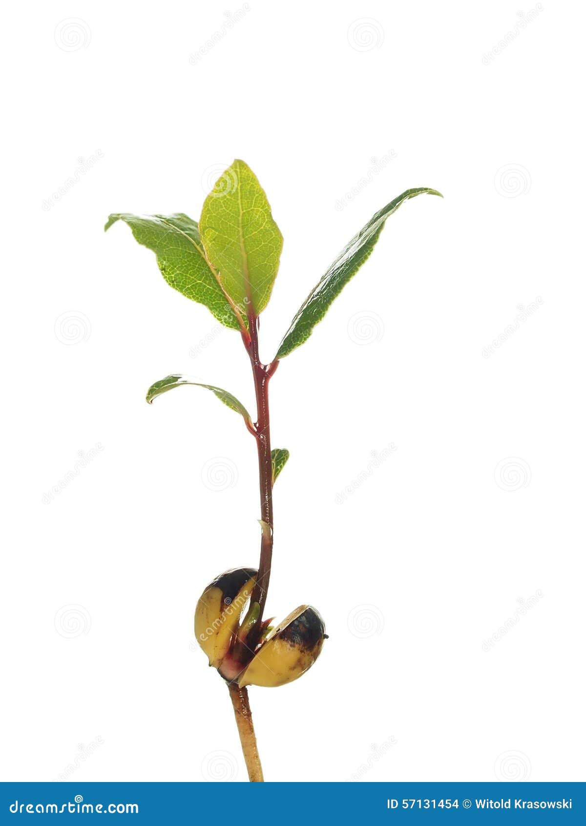 Seedling Laurel Tree with Root Isolated Stock Photo - Image of laurel ...