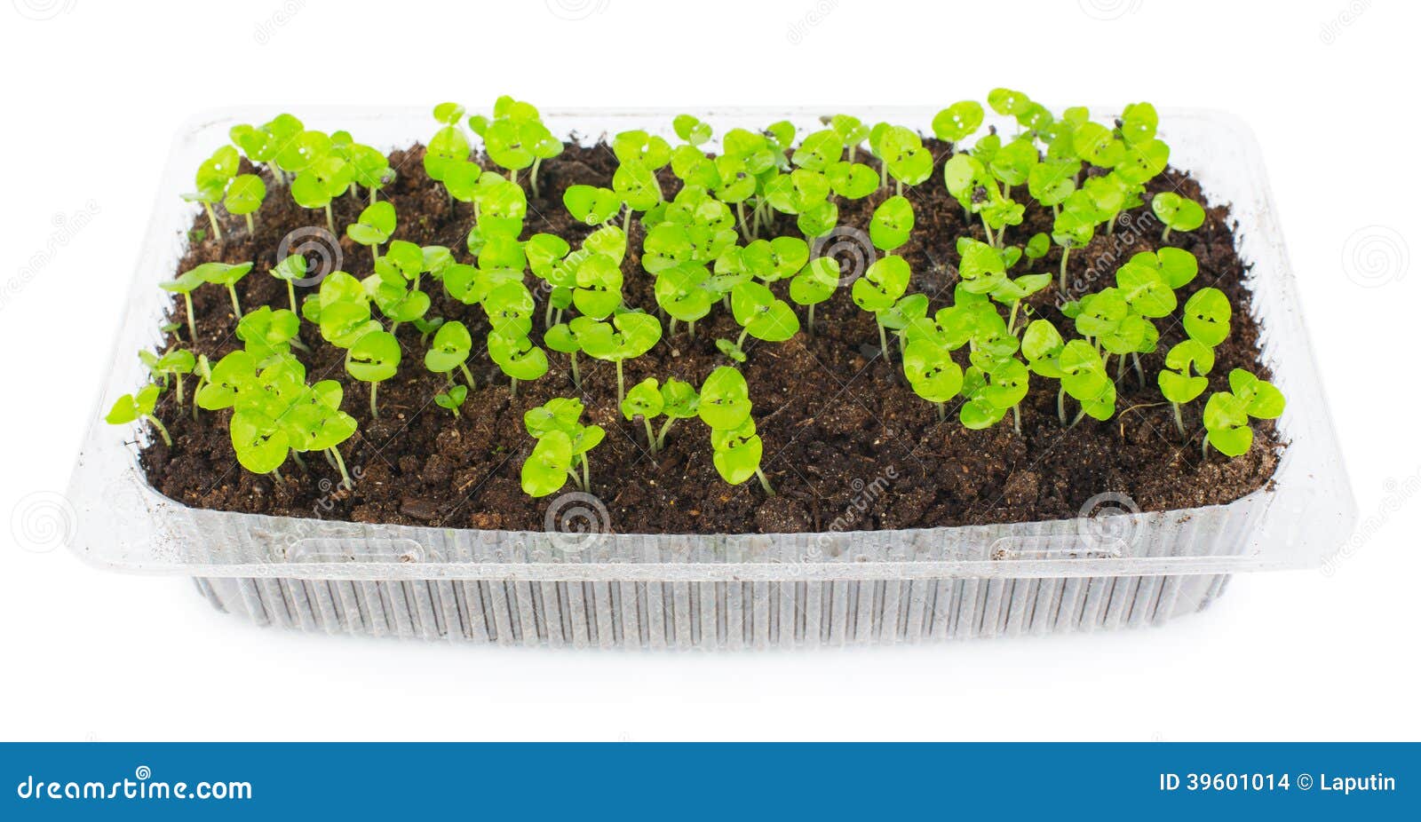 Seedling stock photo. Image of season, green, agriculture - 39601014