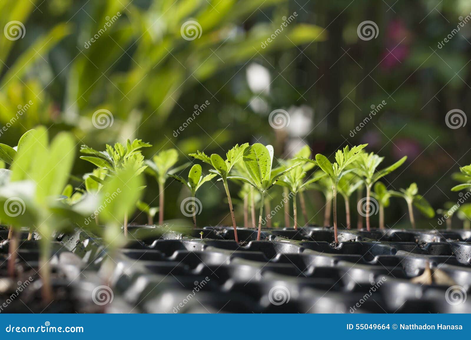 Seedling stock photo. Image of plants, little, seed, tree - 55049664