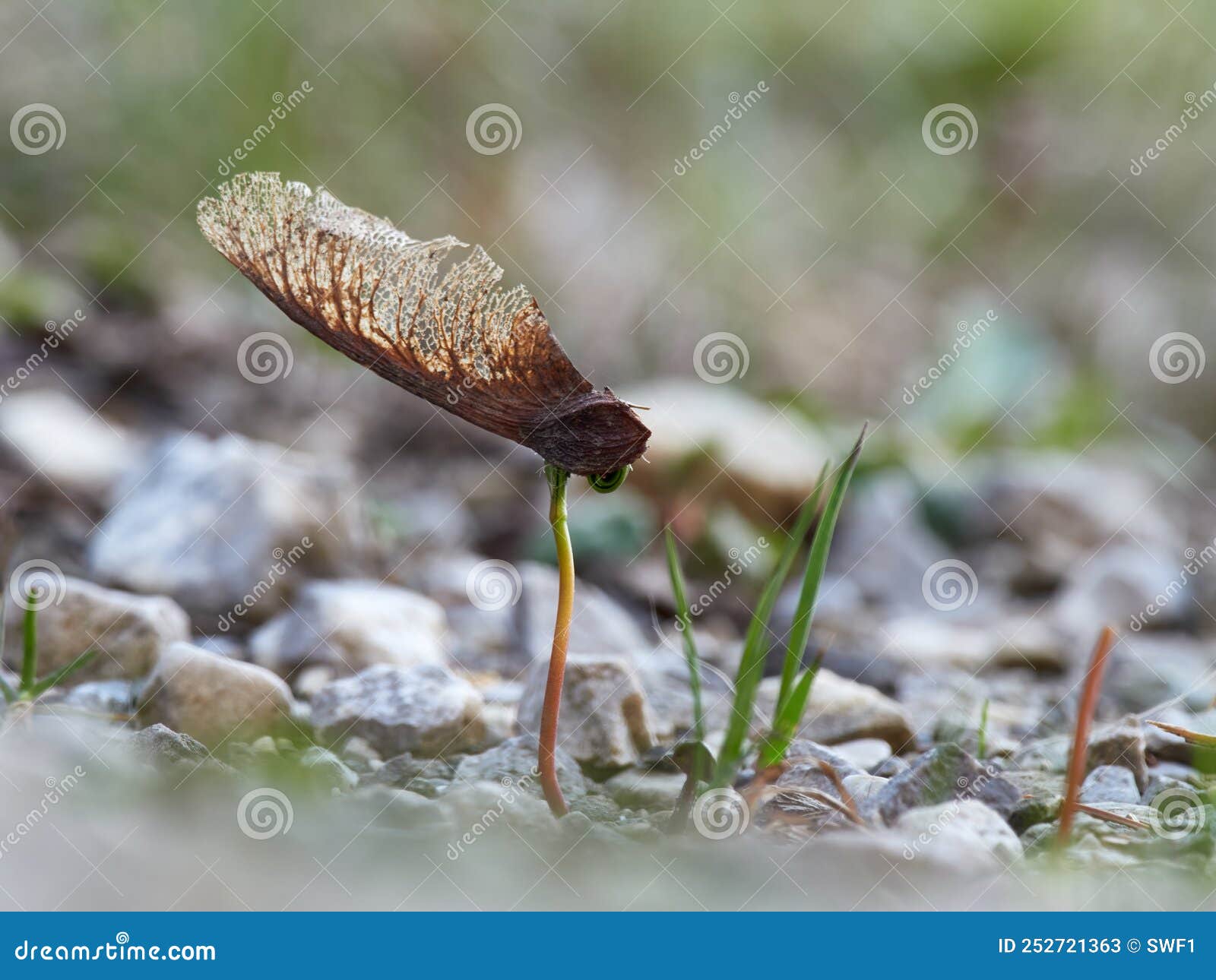 Seedling of a maple tree stock image. Image of germinating - 252721363