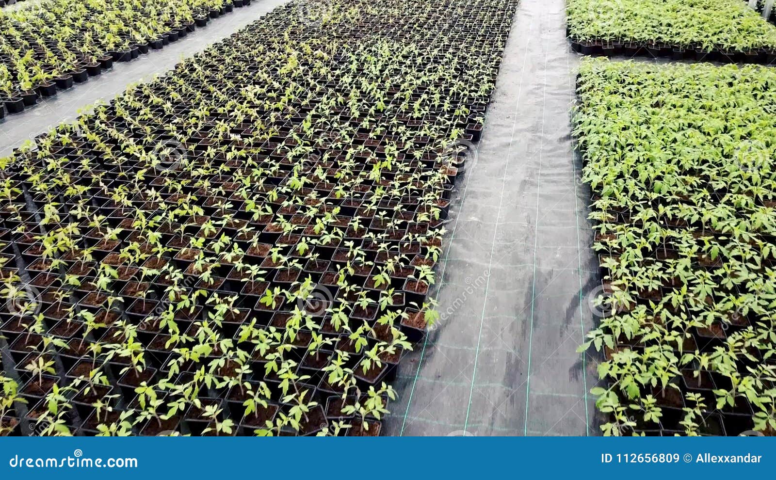 Seedling Nursery, Young Plants Growing in a Greenhouse Stock Video ...