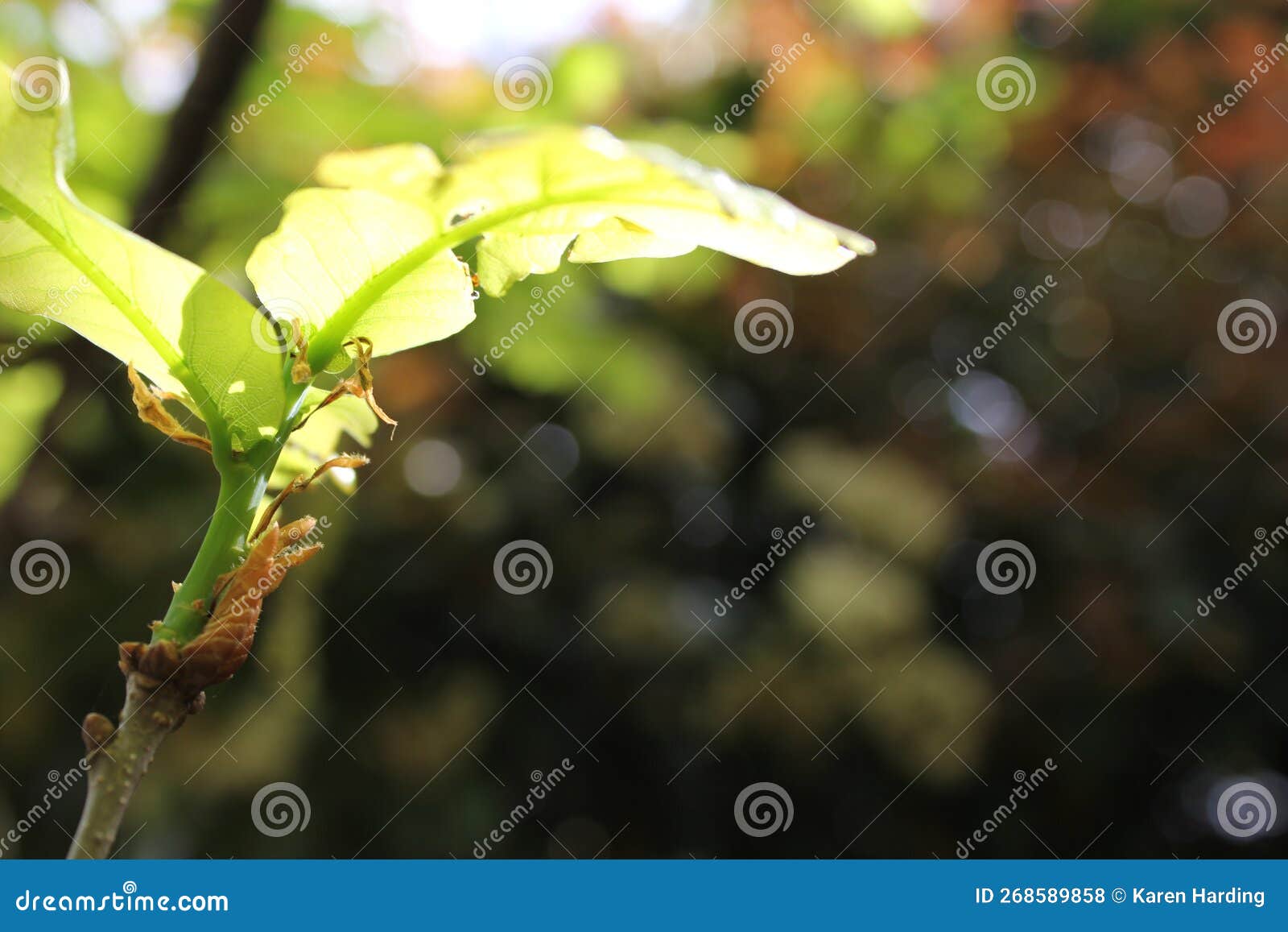 Oak Tree Seedling in Sunlight Stock Photo - Image of deciduous, nature ...