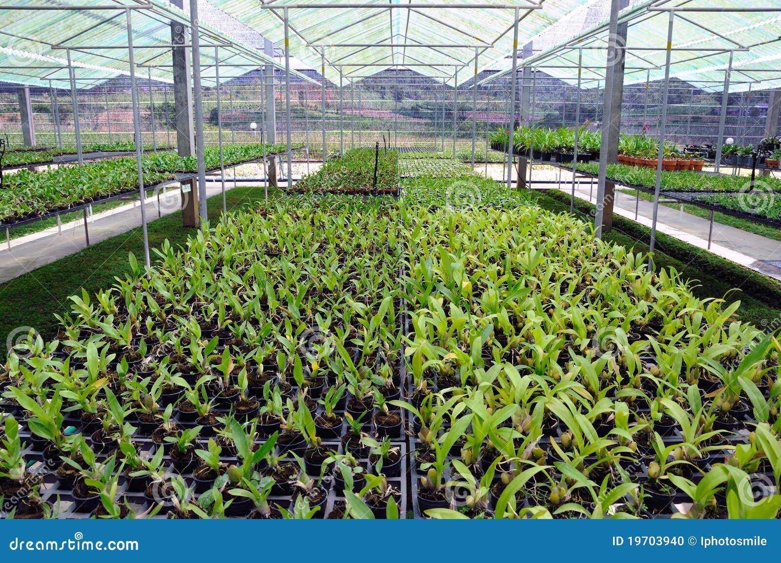 Seedling Orchid in Greenhouse Stock Photo - Image of nursury, inside ...