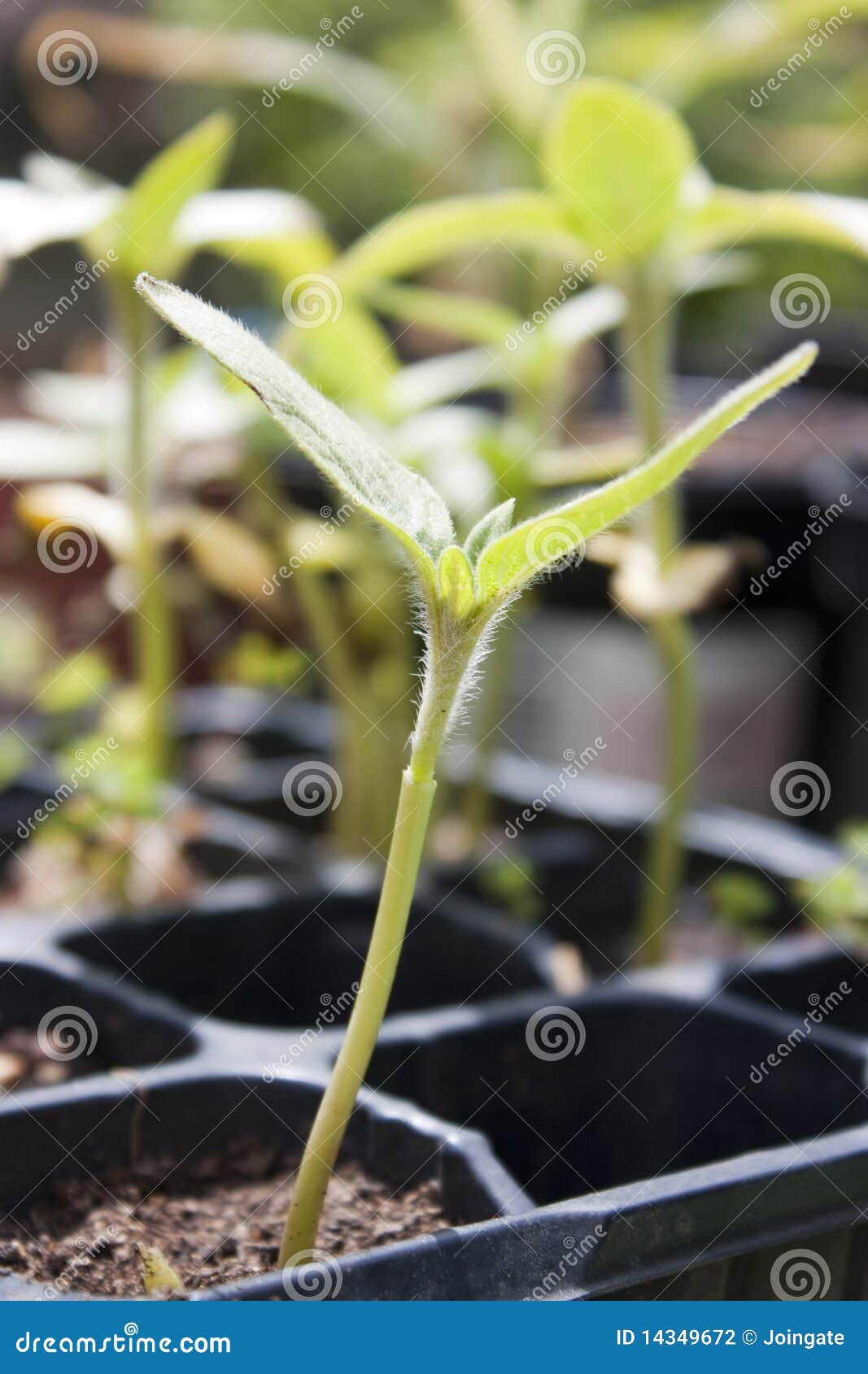 Seedling Outside in a Seed Tray Stock Photo - Image of sunflower ...