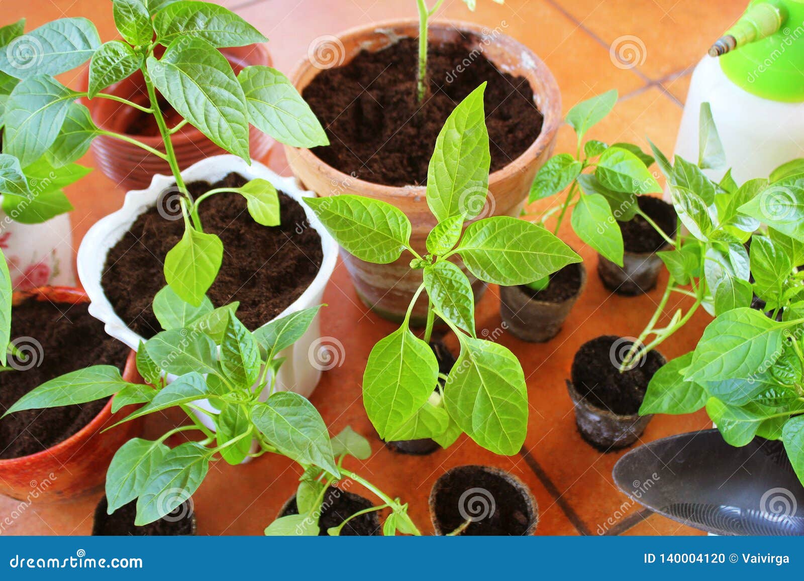 Seedling of Paprika Growing in Pots Indoor Stock Photo - Image of ...