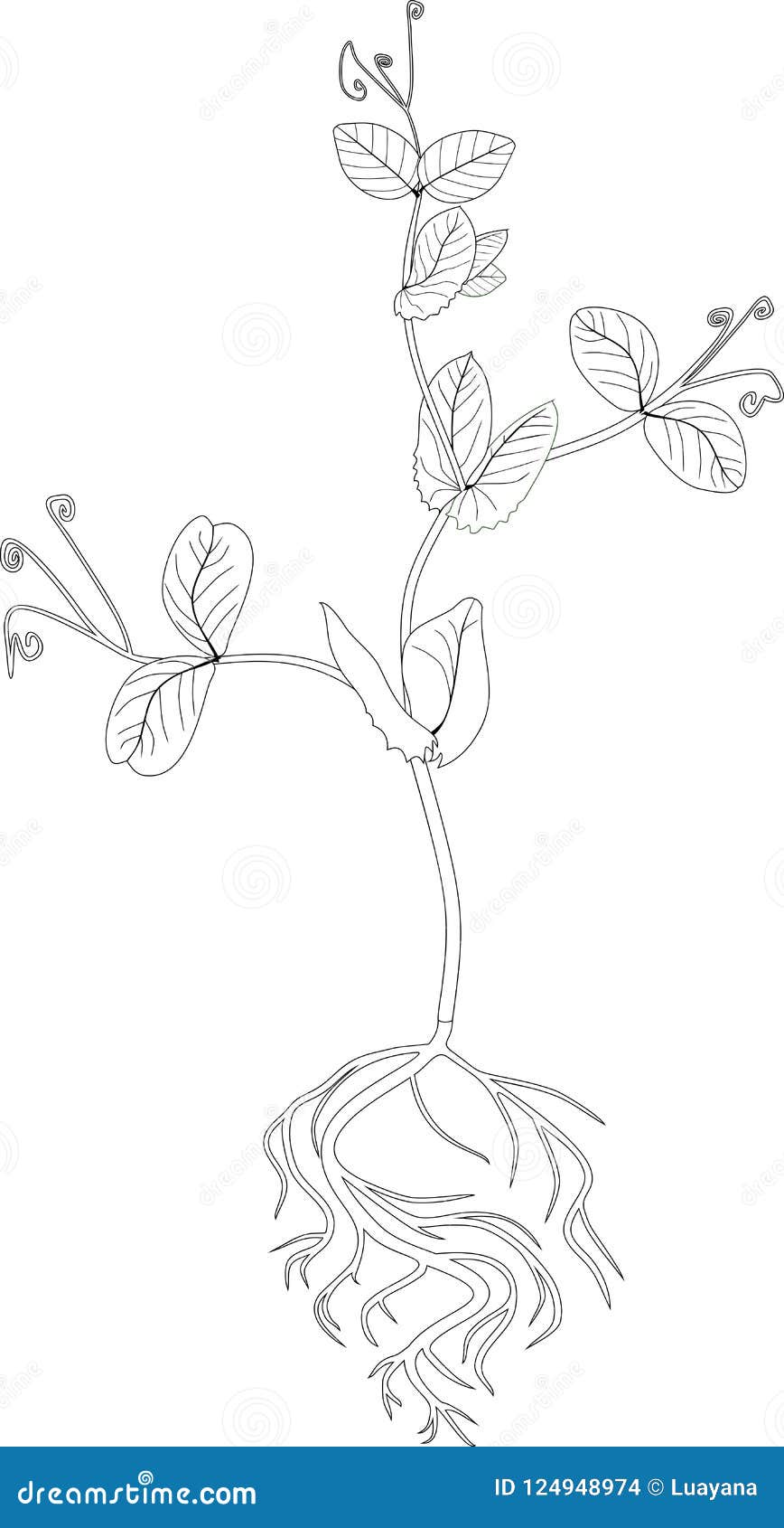 Coloring Page. Seedling of Pea with Root System Stock Vector ...