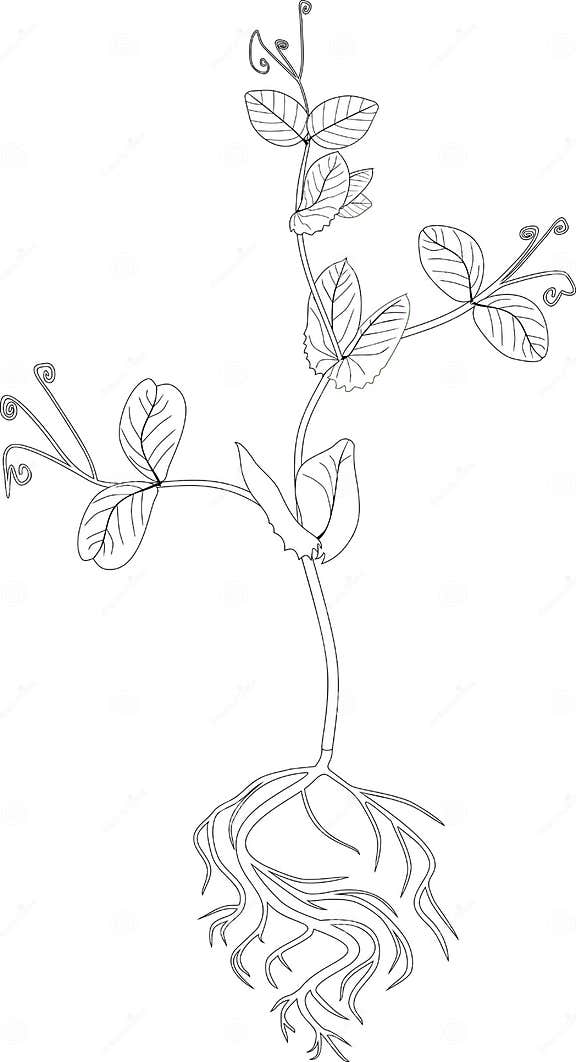 Coloring Page. Seedling of Pea with Root System Stock Vector ...
