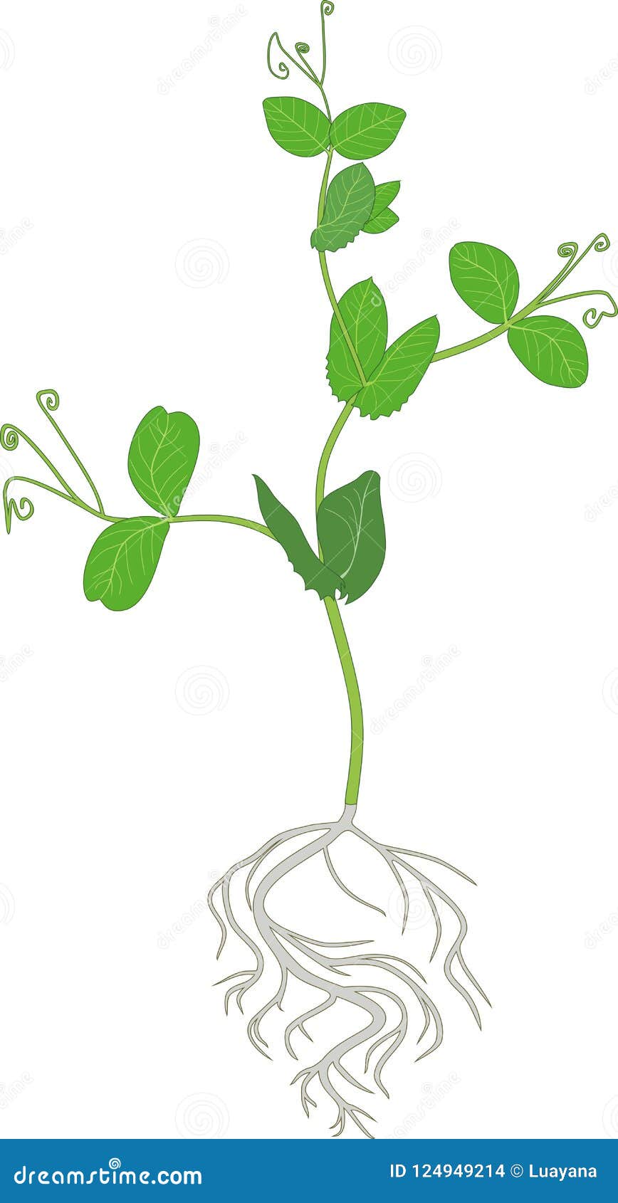Seedling of Pea with Root System and Leaves Isolated on White ...