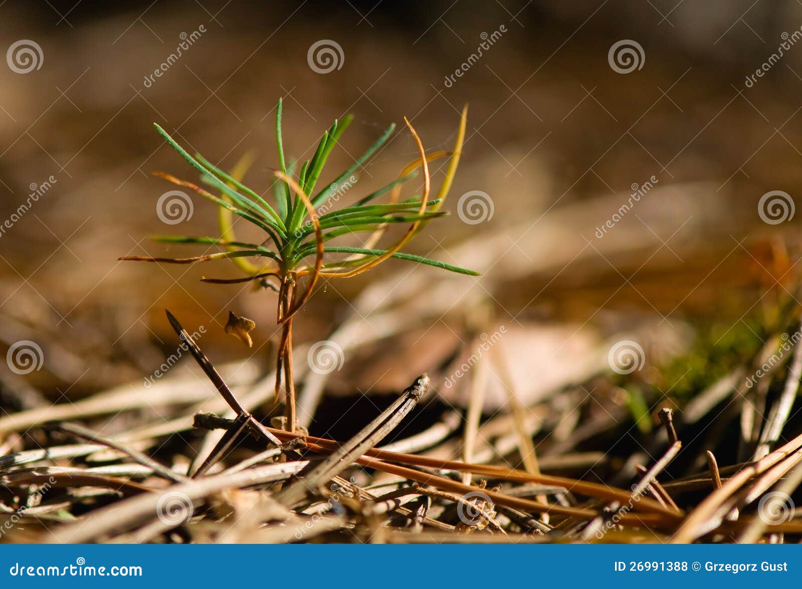 Seedling pine stock photo. Image of pinetree, blue, pine - 26991388
