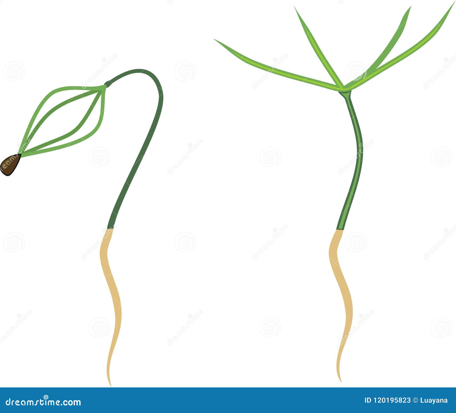 Seedling Of Pea With Root System And Green Leaves Isolated On White ...