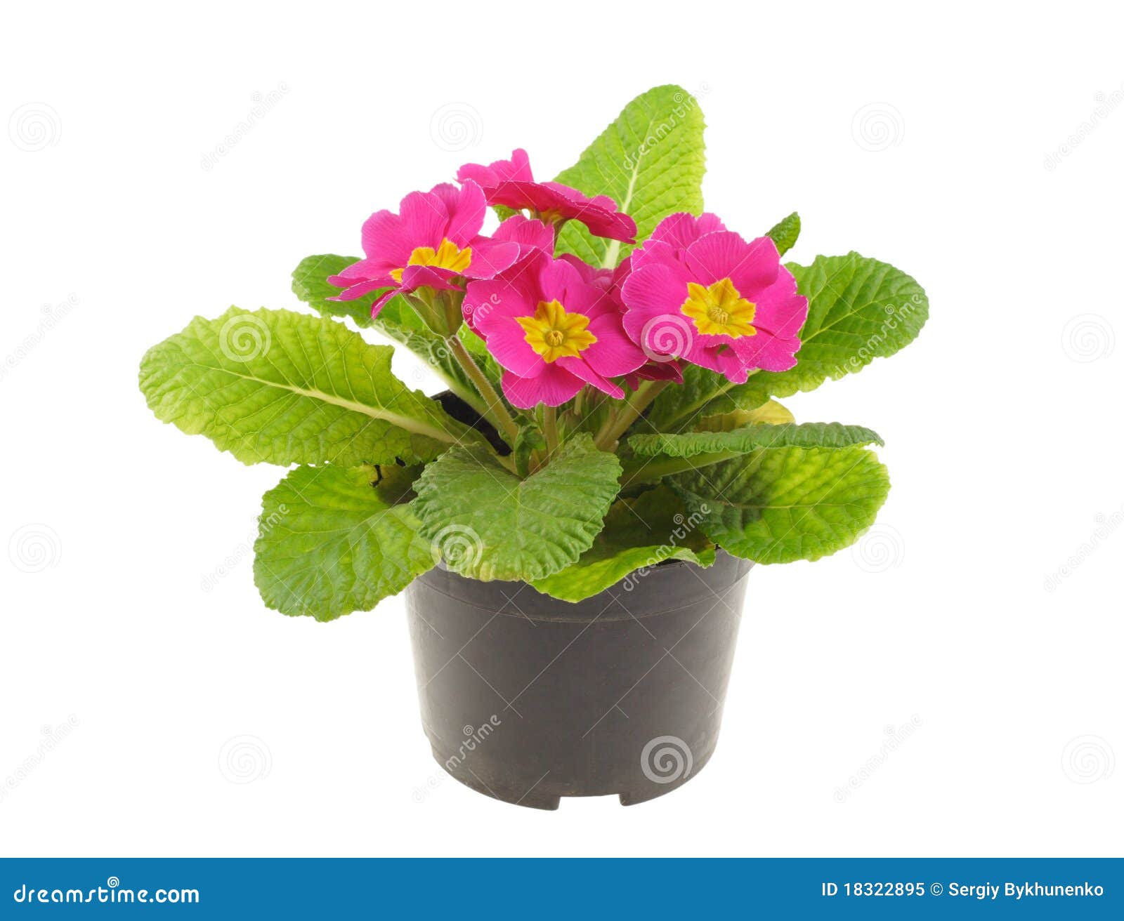 Seedling of pink primrose stock image. Image of isolated - 18322895