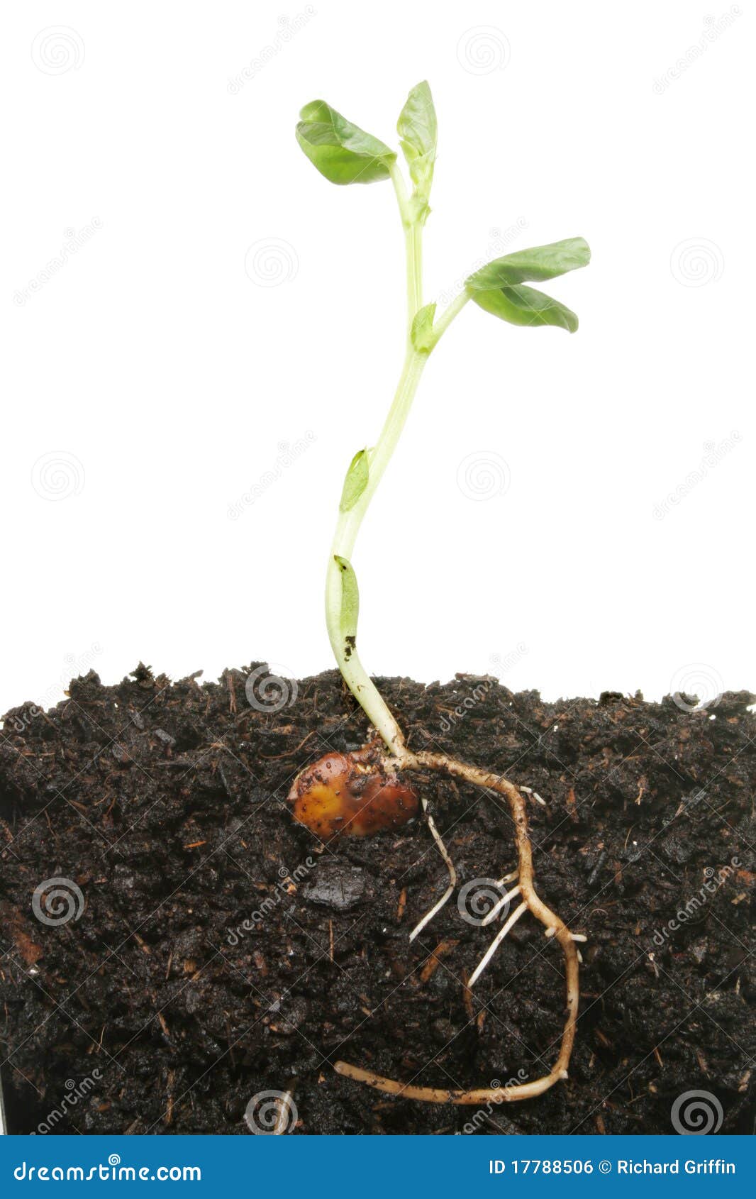 Seedling plant stock photo. Image of broad, plant, young - 17788506