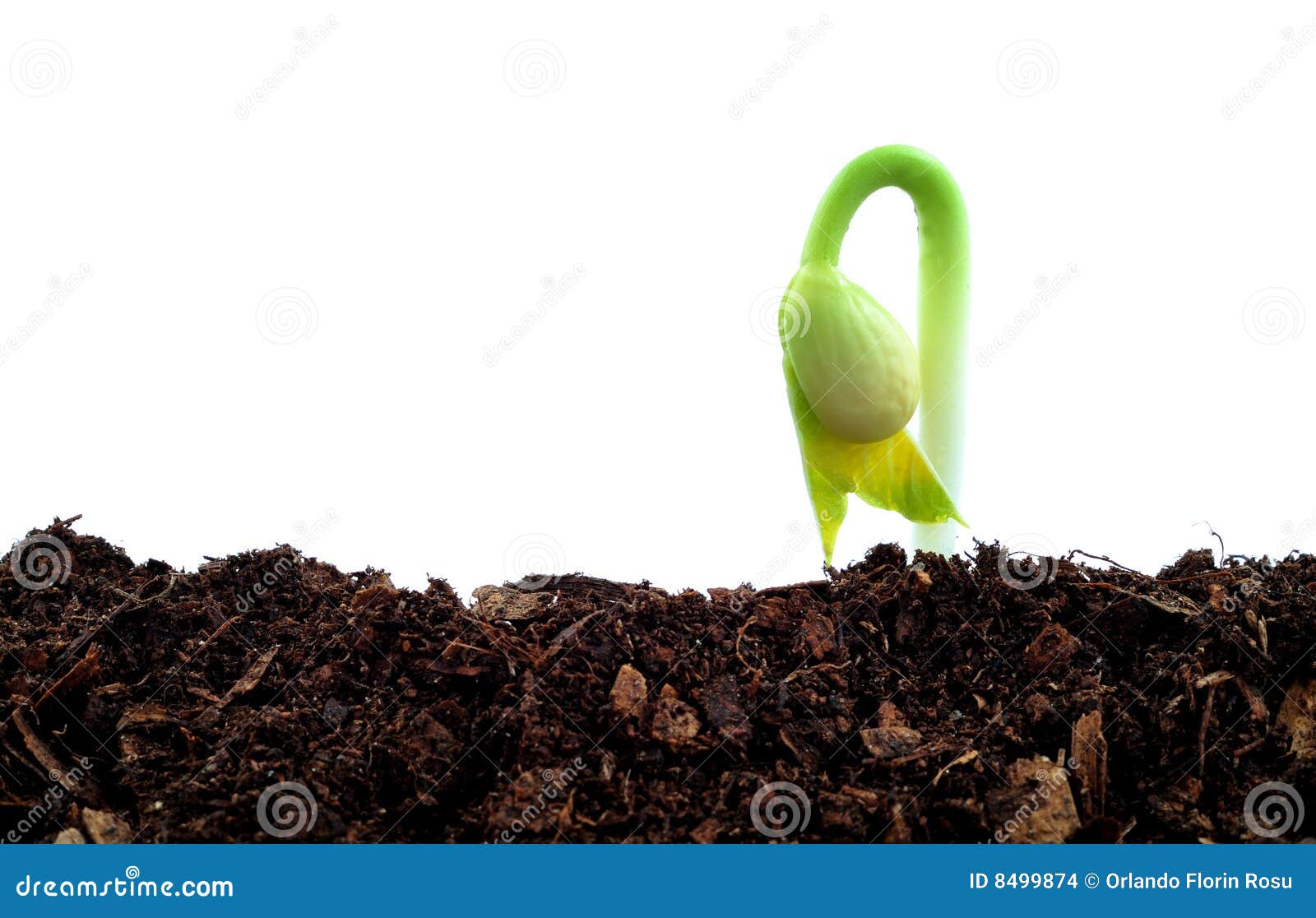 Seedling plant stock photo. Image of beginnings, concept - 8499874