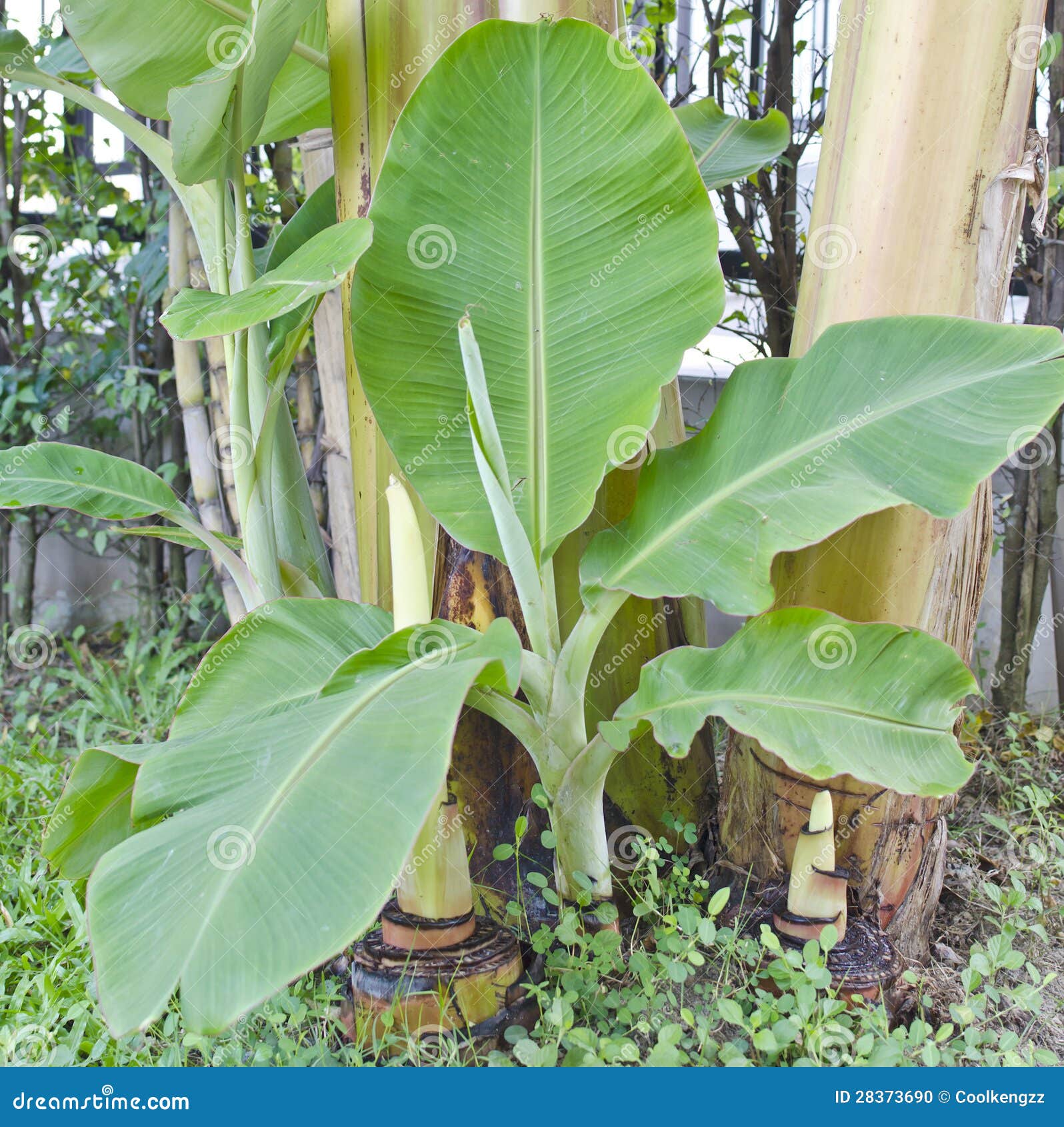 Seedling and Plant of Banana Stock Photo - Image of flora, jungle: 28373690