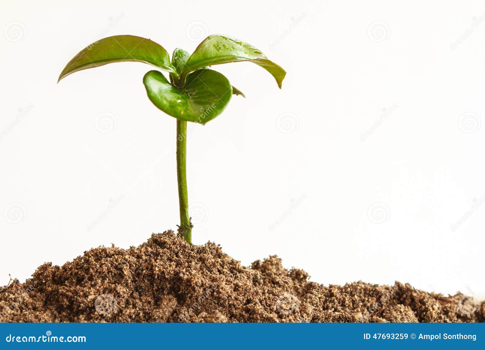 Seedling Plant with Black Earth Stock Image - Image of handful ...