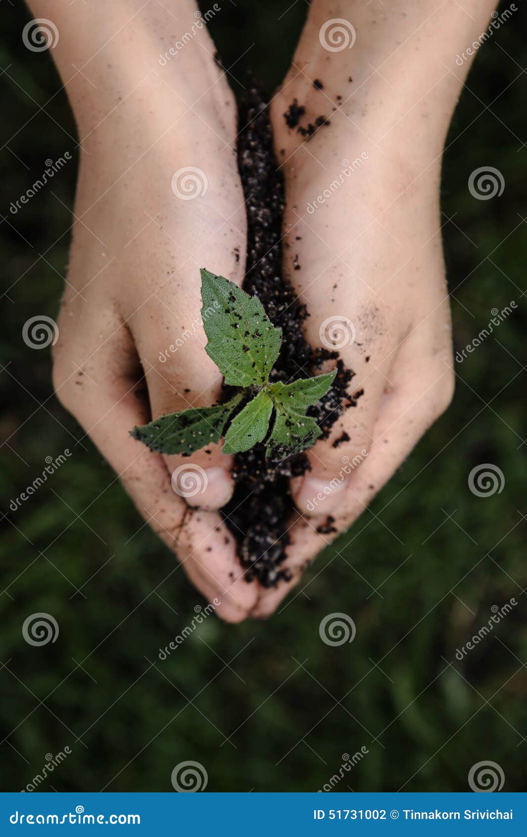 Seedling of Plant in Child Hand Stock Photo - Image of organic ...