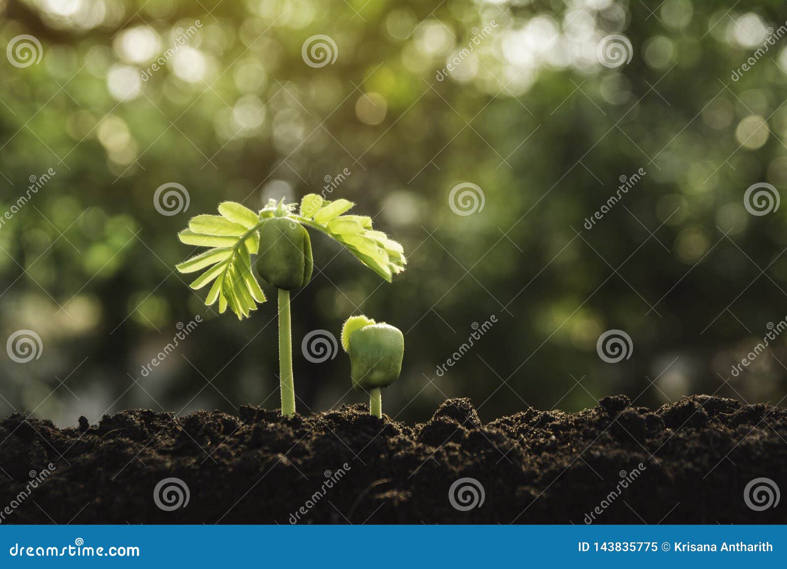 Seedling and Plant Growing in Soil and Copy Space for Insert Text Stock ...